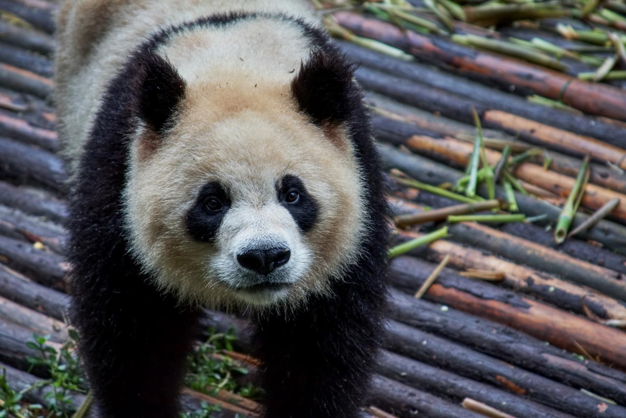 Do You Know Why Is Panda Called Panda Panda Security